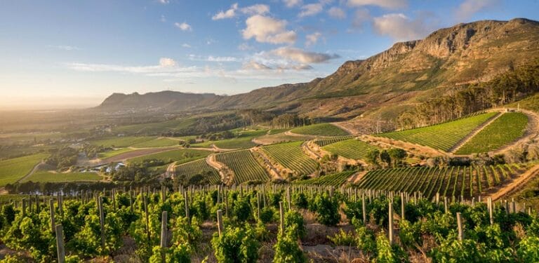 As Melhores Vinícolas na África do Sul para Visitar 2025